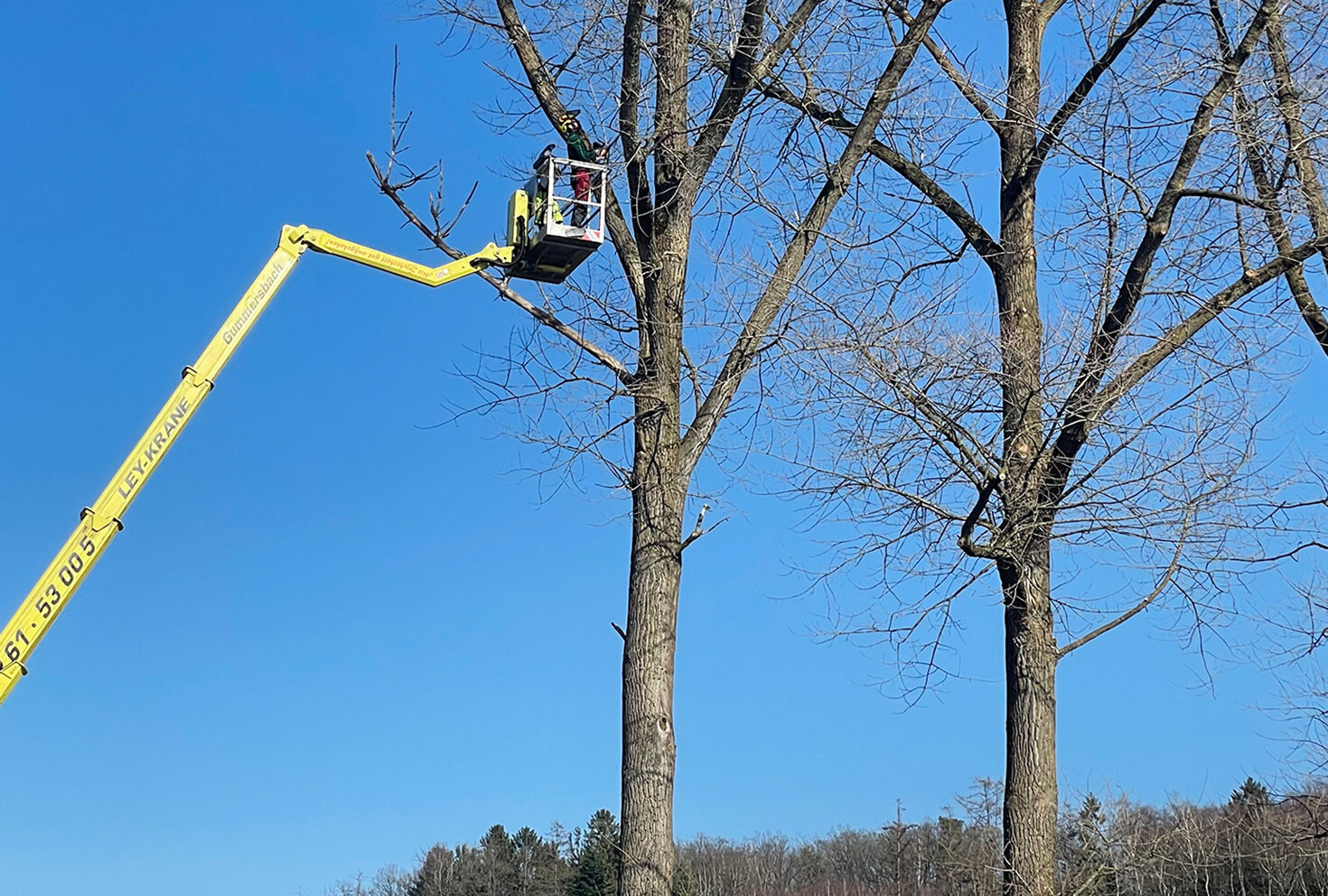 Richter Baumpflege – Eine weitere WordPress-Website